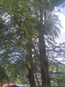 Cedrela angustifolia_百度百科