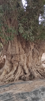 Ficus cotinifolia_百度百科