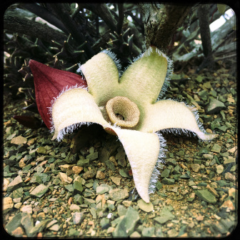 Orbea ciliata_百度百科