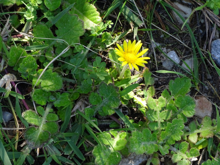 Arctotheca prostrata_百度百科