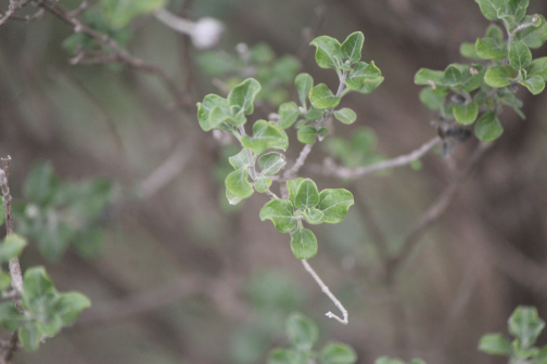 Calanticaria bicolor_百度百科