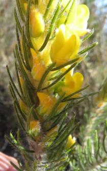 Cyclopia alopecuroides_百度百科