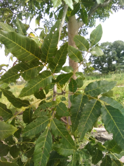 Lannea acida_百度百科