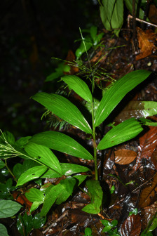 Pharus virescens_百度百科