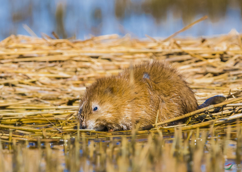 小泡灰鼠_百度百科