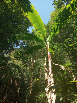 Musa banksii_百度百科