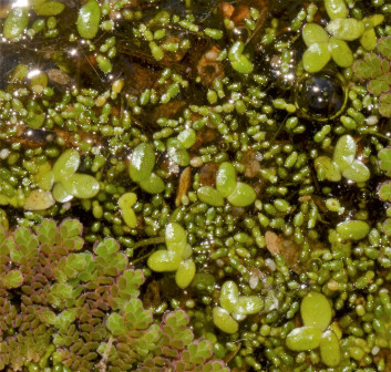 Wolffia columbiana_百度百科