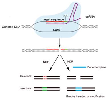 利用CRISPR/Cas9系统治疗HBV感染取得突破性进展_百科TA说