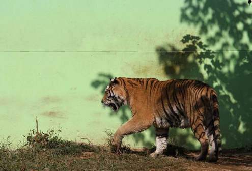 兽形类_百度百科