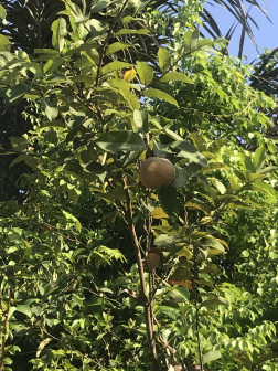 Lecythis lurida_百度百科