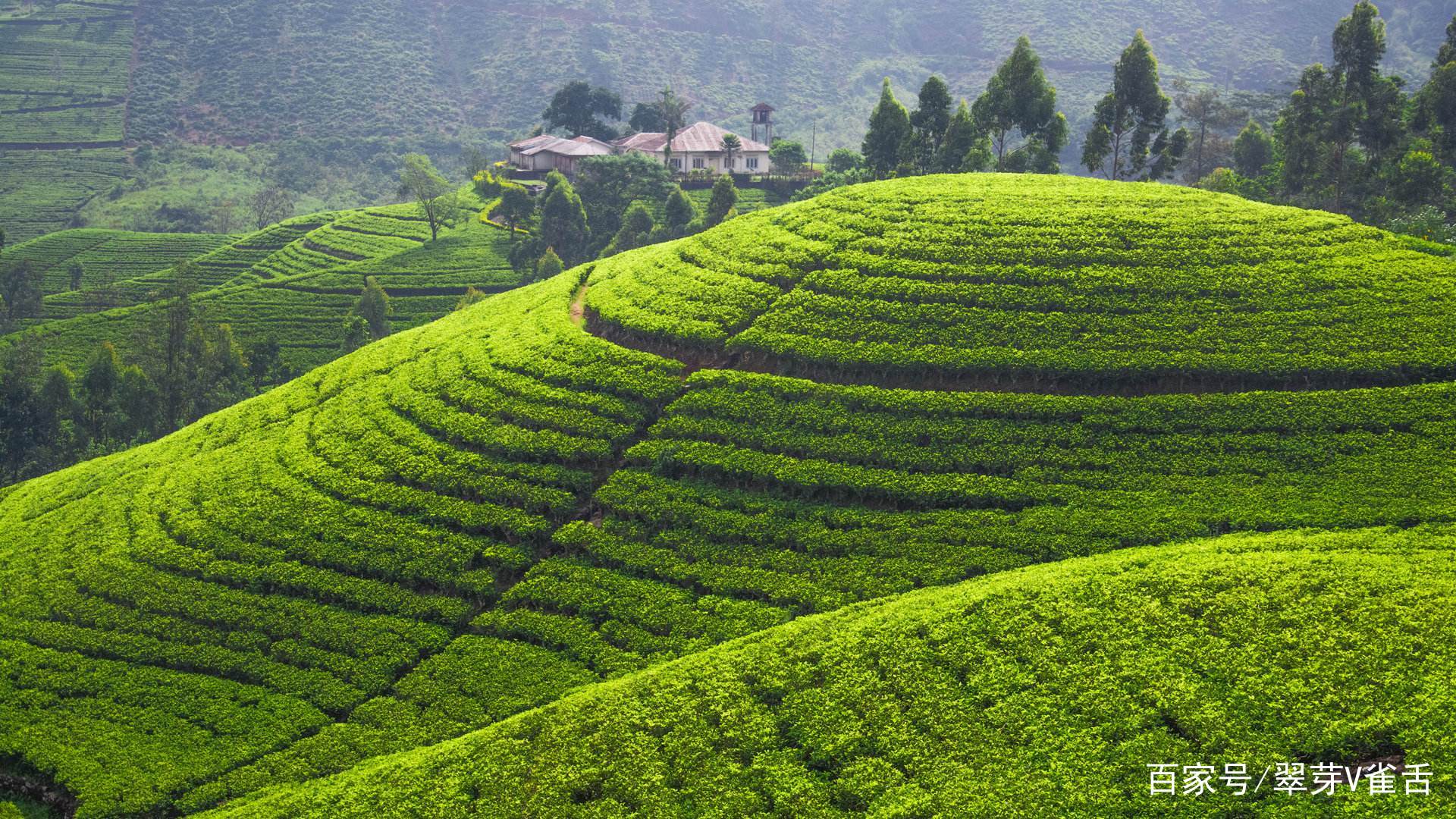 蒸蒸日上的贵州茶叶之“绿宝石”_百科TA说