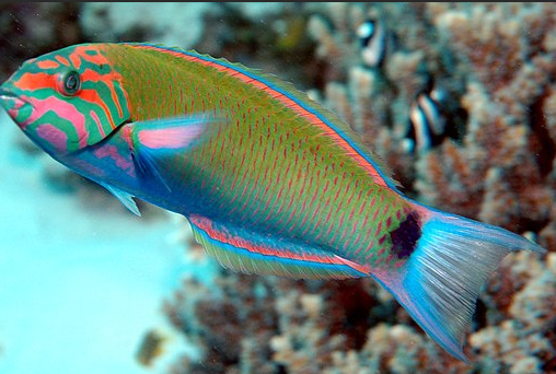 茸隆头鱼属_百度百科