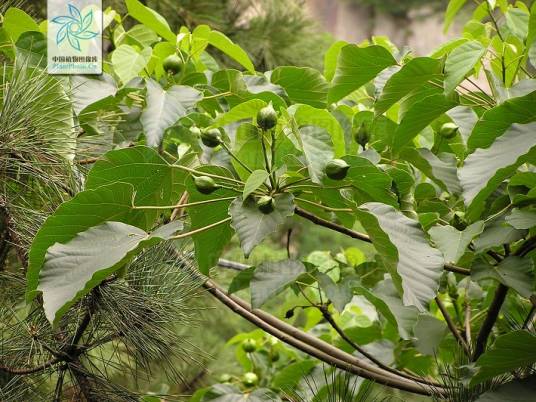 油桐YX-17_百度百科