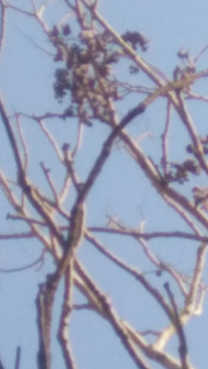 Detarium microcarpum_百度百科