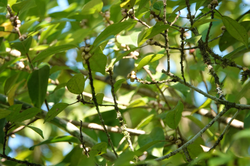 Ficus colubrinae_百度百科