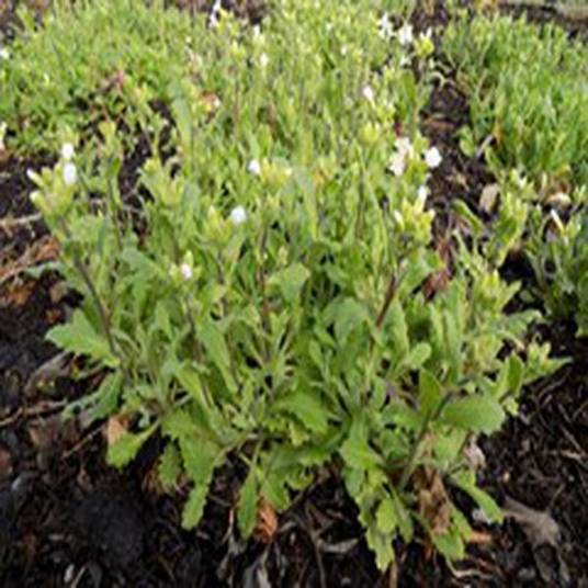 Arabis alpina subsp. caucasica 'Schneehaube' SNOWCAP_百度百科