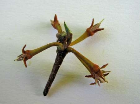 Manilkara dardanoi_百度百科
