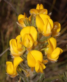 Cyclopia alopecuroides_百度百科