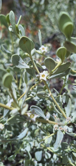 Anthotroche myoporoides_百度百科