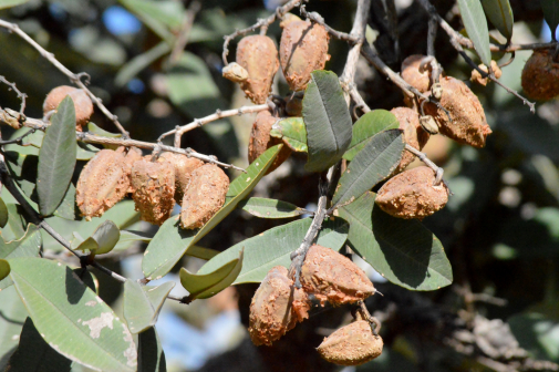 Qualea parviflora_百度百科