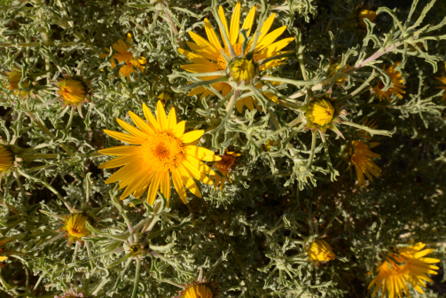 Anvillea garcinii_百度百科