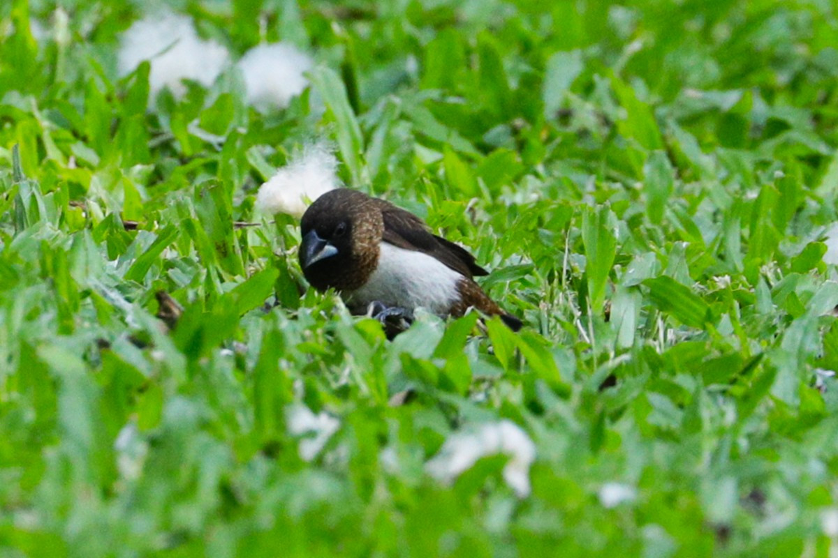 白腰文鸟_百度百科