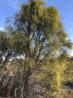 Exocarpos sparteus_百度百科