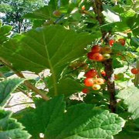 Ribes rubrum 'Rovada'_百度百科