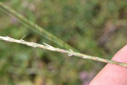 Elionurus tripsacoides_百度百科