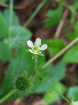 Geum canadense_百度百科