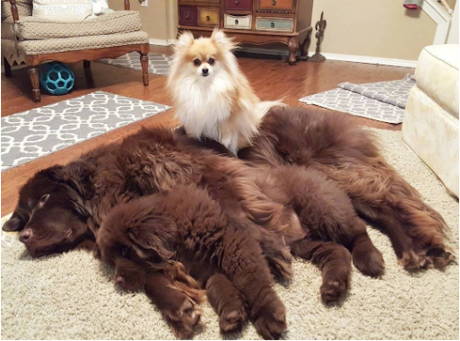 纽芬兰犬为什么叫纽芬兰犬？_百科TA说