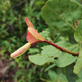 Hymenaea stigonocarpa_百度百科