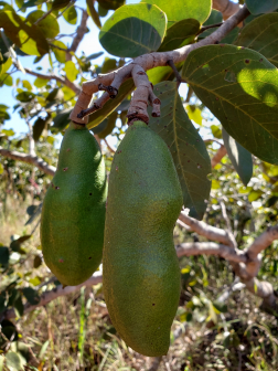 Hymenaea stigonocarpa_百度百科