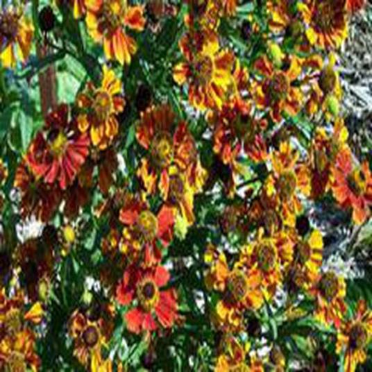 Helenium 'Goldlackzwerg' GILDED DWARF_百度百科