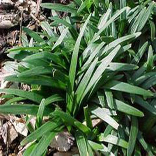 Ophiopogon japonicus 'Gyoku-ryu'_百度百科