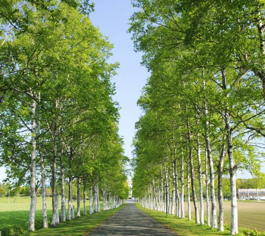 poplar_百度百科