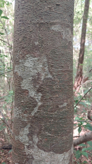 Strychnos decussata_百度百科
