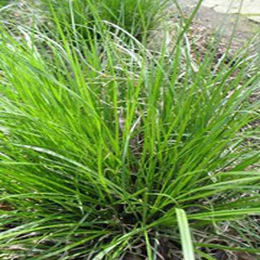 Carex normalis_百度百科