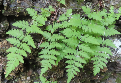 Cystopteris tenuis_百度百科