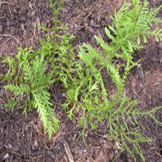 Dryopteris filix-mas 'Linearis Polydactyla'_百度百科