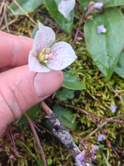 Pseudotrillium rivale_百度百科