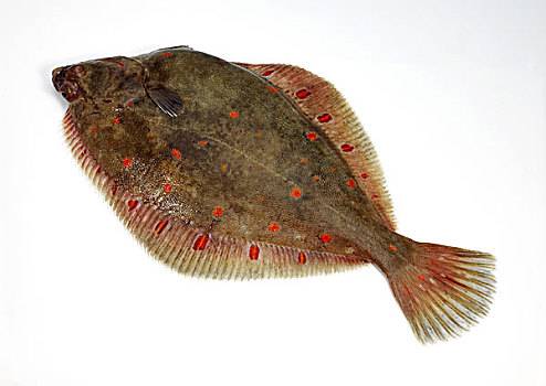 小头左鲆_百度百科