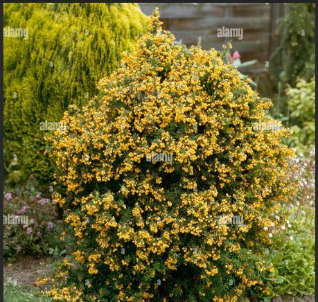 Berberis × stenophylla 'Corallina Compacta'_百度百科