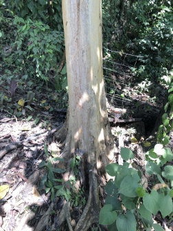 Terminalia oblonga_百度百科