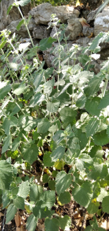 Ballota nigra_百度百科