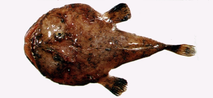 黑鮟鱇_百度百科