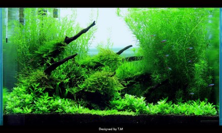 aqua design amano_百度百科