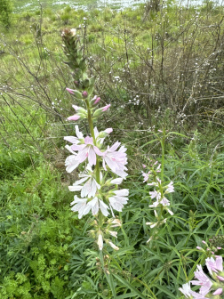 Sidalcea campestris_百度百科