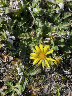 Arctotheca prostrata_百度百科