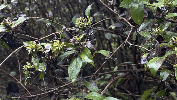 Zabelia tyaihyoni_百度百科